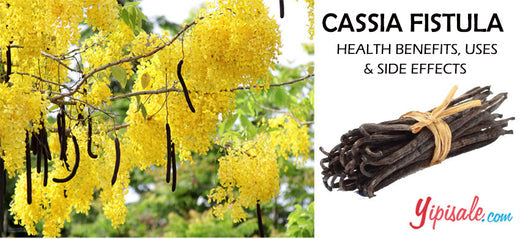 Cassia Fistula – Health Benefits and Therapeutic Uses (Purging Cassia) – YipiSale