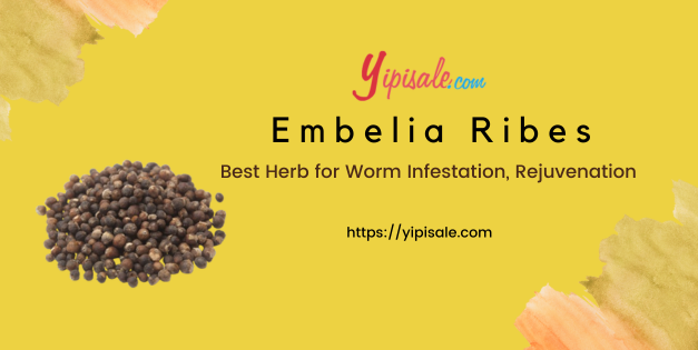 Embelia Ribes: Best Herb for Worm Infestation, Rejuvenation (False Bla ...