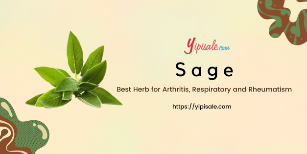Sage – Best Herb for Arthritis, Respiratory and Rheumatism (Salvia Off ...