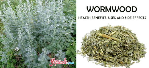 Wormwood – Introduction, Benefits, Uses, and Side Effects of Artemisia ...