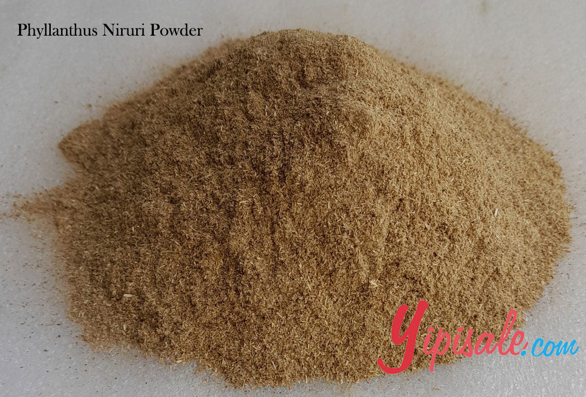 Bulk Buy 20 Kg Phyllanthus Niruri Powder, Bhoomi Amla, Chanca Piedra ...