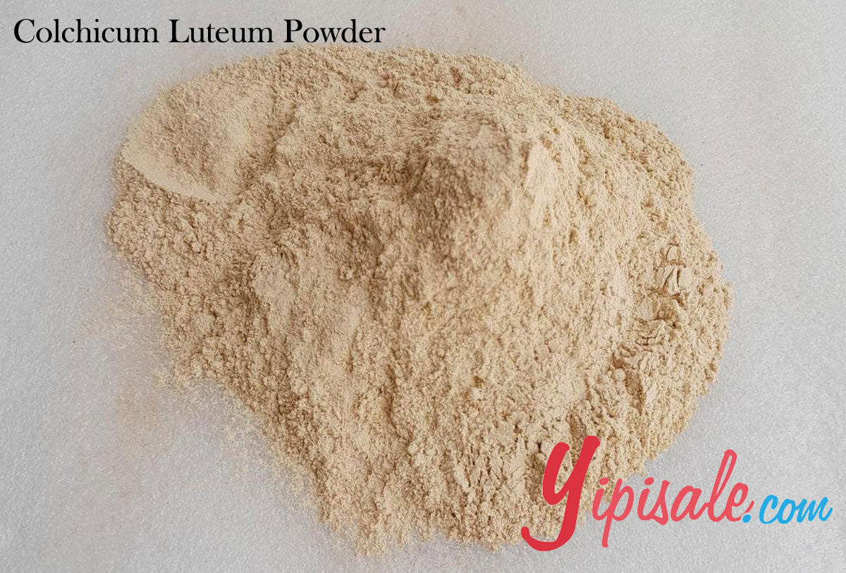 Buy Bulk 20 Kg Colchicum Luteum Powder, Suranjan Sweet, 705 oz. – YipiSale